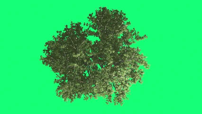 Red Maple Tree Crown Top Down With Green Leaves On Chroma Key, Tree On ...