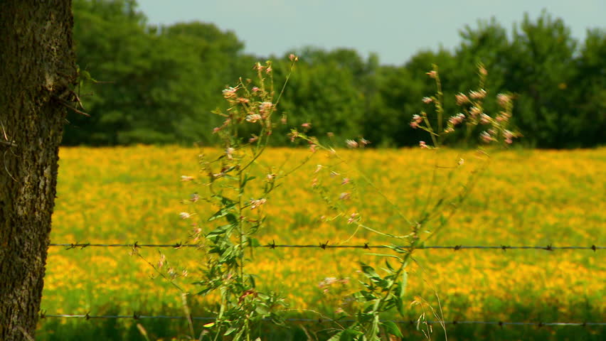 Kansas Agricultural Crop and Field Stock Footage Video (100% Royalty ...