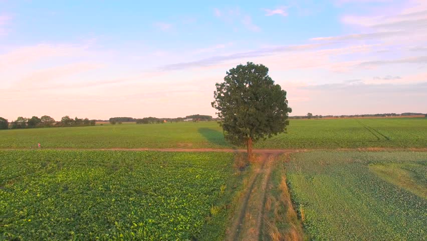 Stock Video Clip of Circle aerial view of a lonely tree | Shutterstock