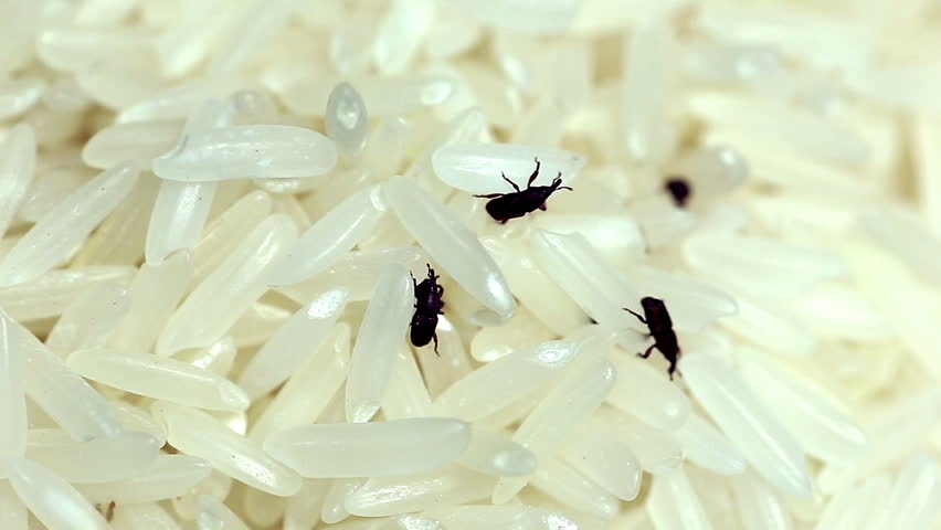 Rice Weevils (Sitophilus Oryzae L.) In The Puffed Rice Snack. Stock ...