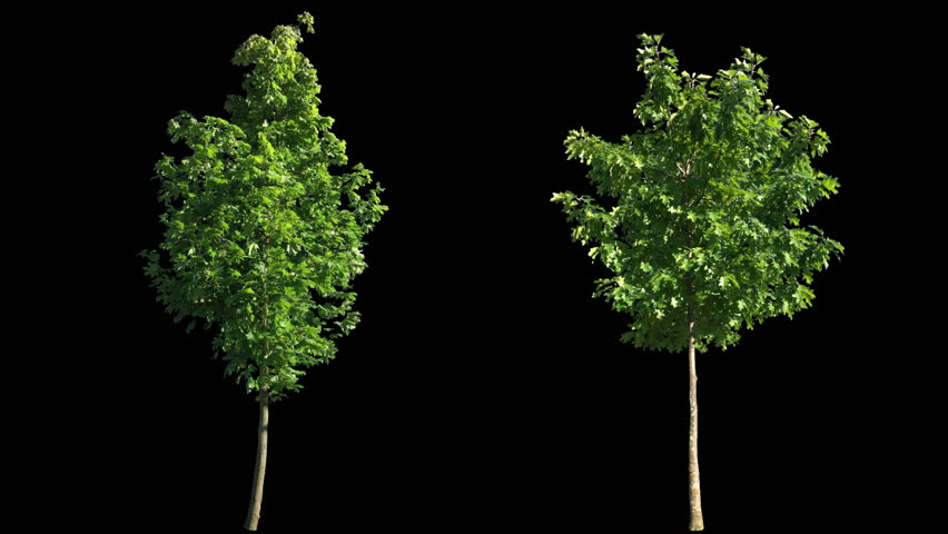 Growing Tree Animation Wavy Leaves. An Animated Illustration/cartoon Of ...