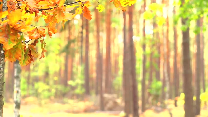 Autumn, Fall. Bright Colorful Autumn Stock Footage Video (100% Royalty ...