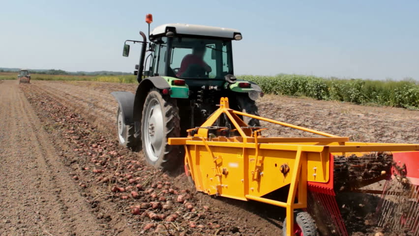 Potato Digger In Operation In The Field ; Harvest Potatoes From A ...