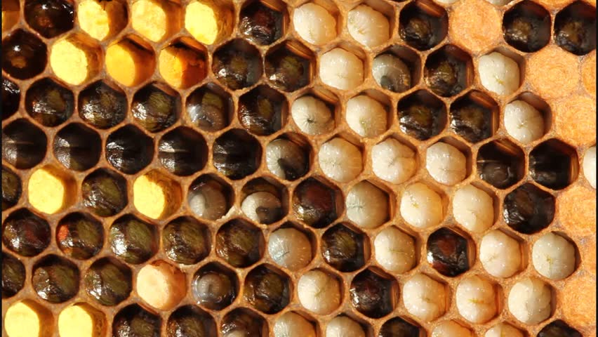 Stock video of life and reproduction of bees bees caring | 11990273 ...