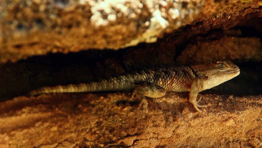 Stock video of a desert lizard rests under the | 1199473 | Shutterstock
