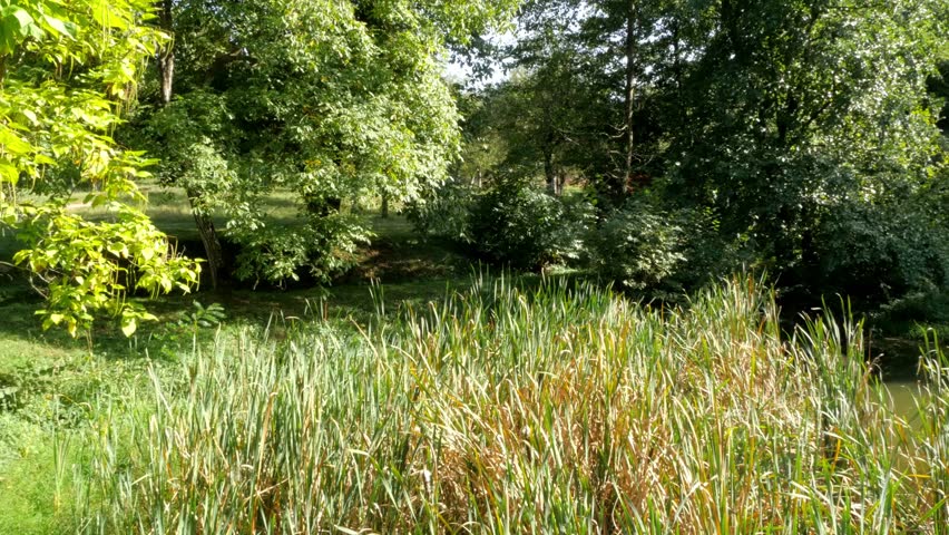 Marsh Reed On the Pond Stock Footage Video (100% Royalty-free) 11995613 ...