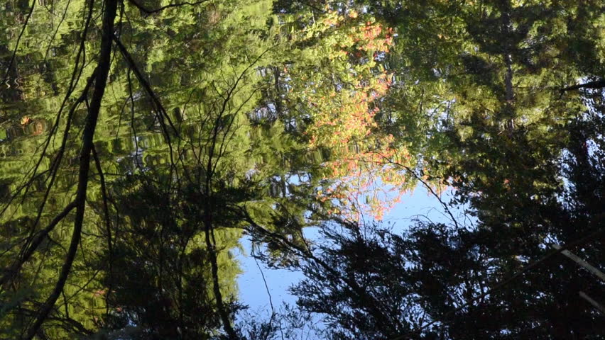 Rotation Of Tropical Forest Stock Footage Video 2324111 | Shutterstock