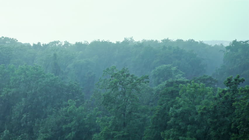Forest in Heavy Rain Stock Footage Video (100% Royalty-free) 1202773 ...