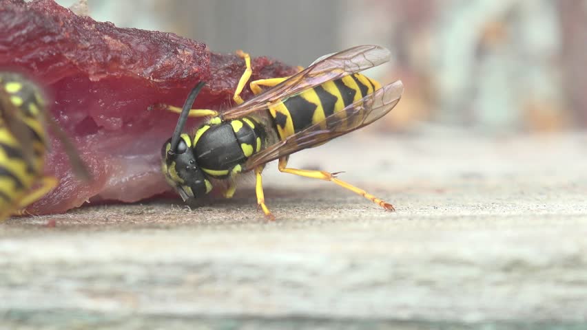 Wasps Etaing From Meat Ham On Table 库存影片视频 11907752 | Shutterstock