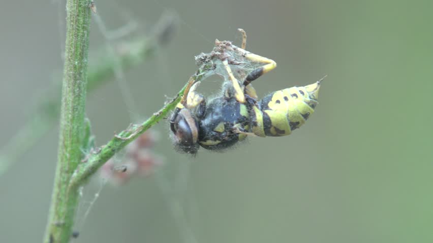Close Up Dead Frog Decompose In Water,Dead Frog In Pond Stock Footage ...
