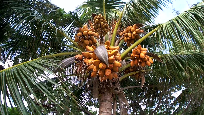 Ripe Coconuts Falling from the Stock Footage Video (100% Royalty-free ...