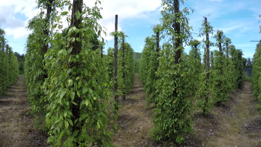 Walking Through Field of Black Stock Footage Video (100% Royalty-free ...