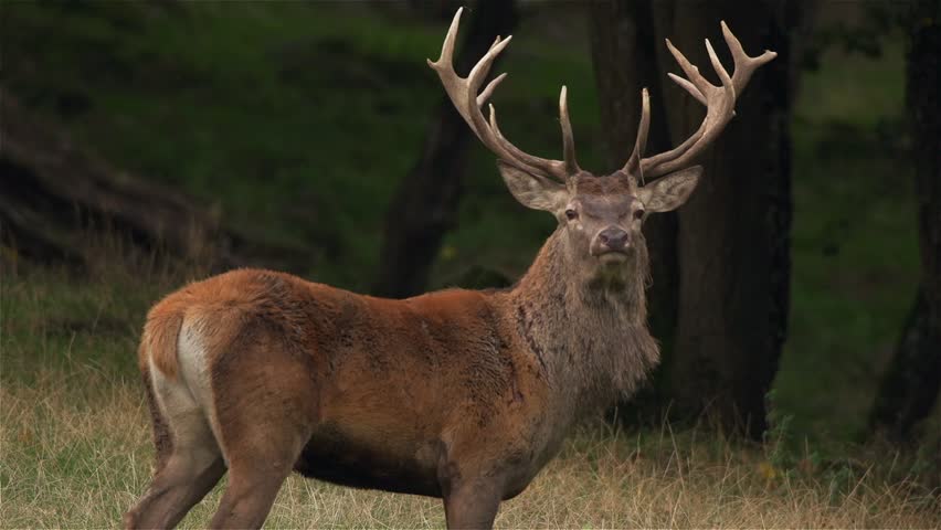 Closeup Animation Of Reindeer - Two Year Old White Tailed Buck On Green ...
