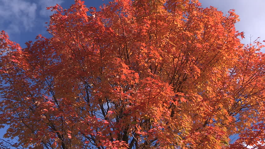 Waterloo, Ontario, Canada October 2015 Bright Orange Tree At Peak ...