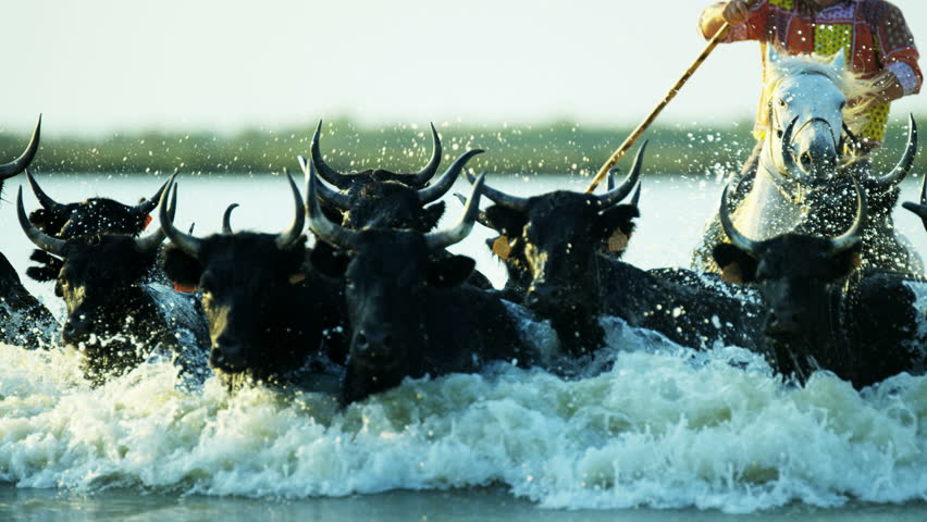 Camargue Bull Animal Wild Black Horned Cow Charge Charging Horse Rider ...