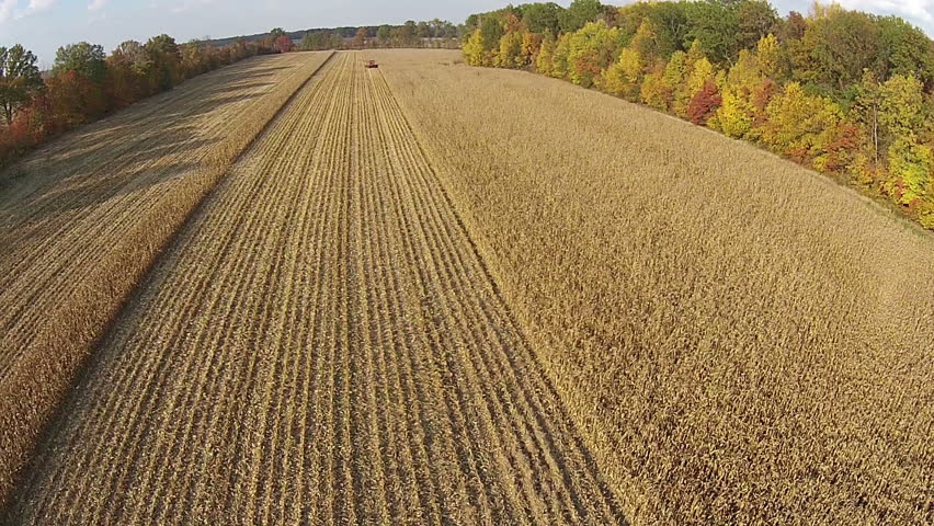 Aerial Footage of Corn Field Stock Footage Video (100% Royalty-free ...