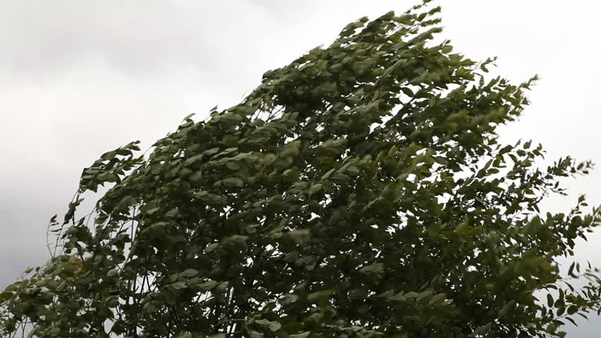 Stormy Wind Moving Tree Branches Stock Footage Video (100% Royalty-free ...