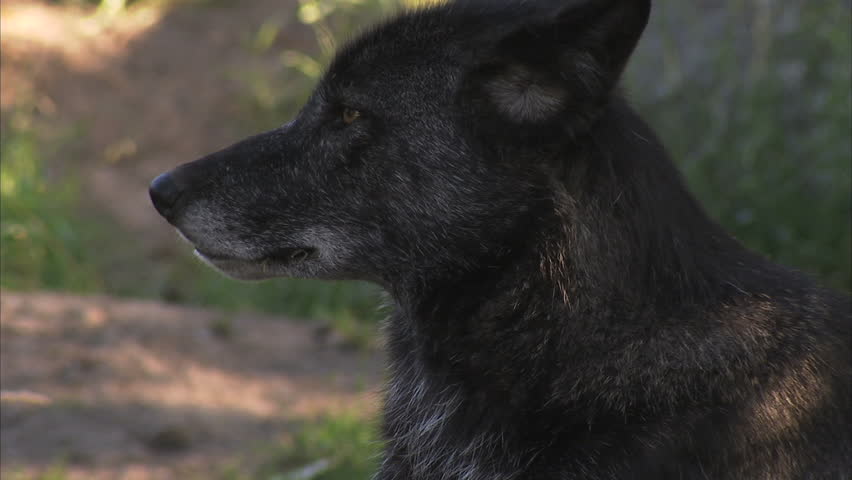 Stock video of black timber wolf close up | 125623 | Shutterstock