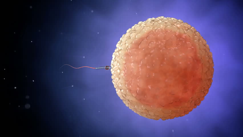 Sperm, Spermatozoons Swimming Around A Human Egg Cell. Fertilization 3d ...