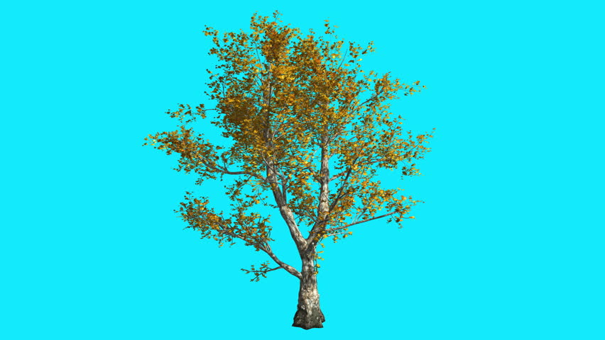 Orange Thin Tree On Chroma Key Blue Screen Branches Are Swaying At The ...