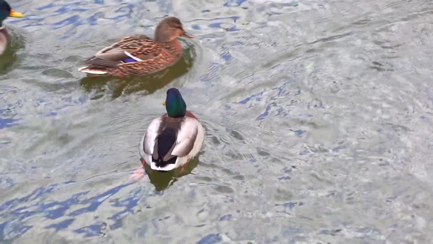 Vídeo stock de Duck and Drake Floating On (100% livre de direitos ...