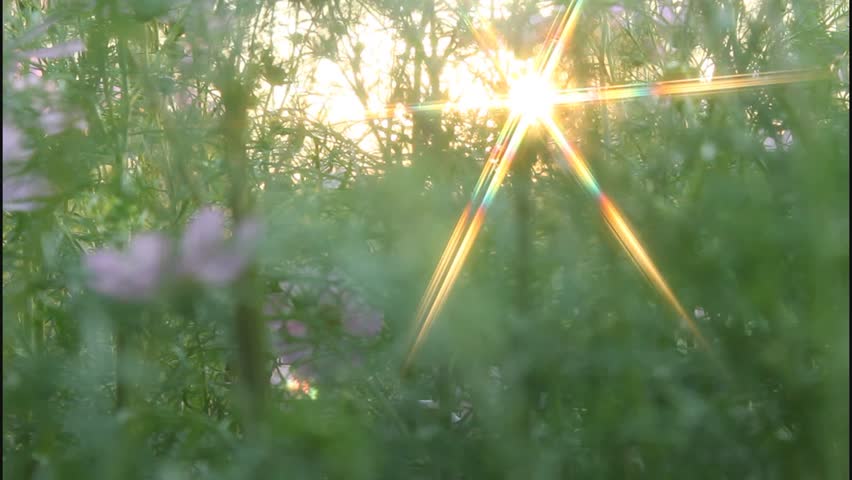 Sunlight Flicker Through Tall Tree Crown, Rainforest Hanging Roots ...