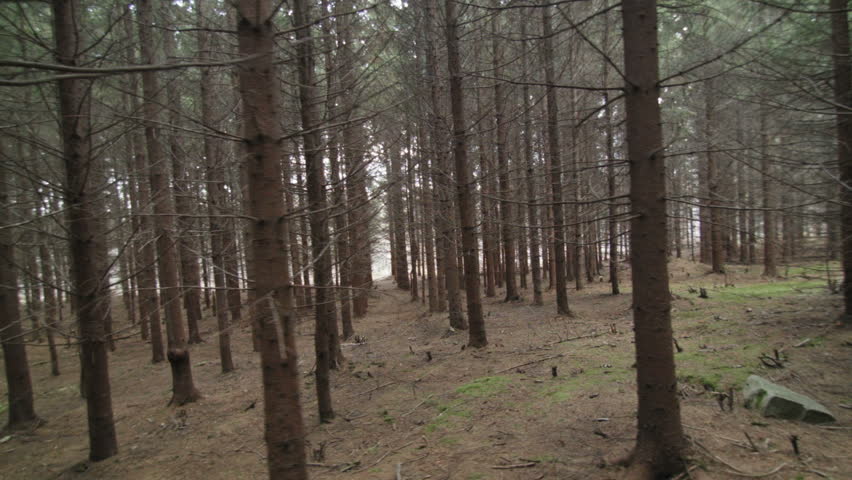 Ponderosa Pine Trees In Coconino National Forest In Northern Arizona ...