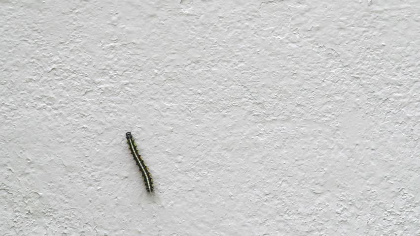 A Butterfly Worm is Climbing วิดีโอสต็อก (ปลอดค่าลิขสิทธิ์ 100% ...