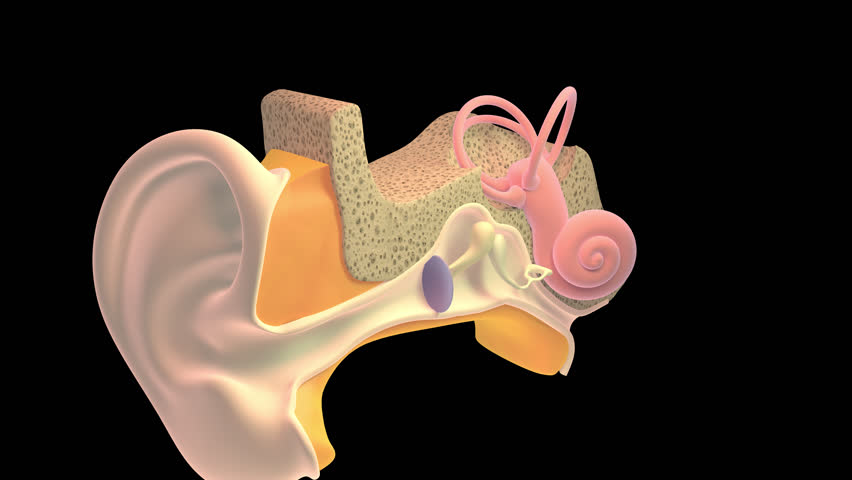 Internal Liquid Structures Of The Cochlea And Semicircular Ducts. The ...