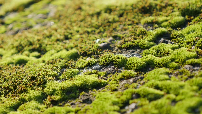 Spread Clumps of Moss On Stockvideos & Filmmaterial (100 % lizenzfrei ...