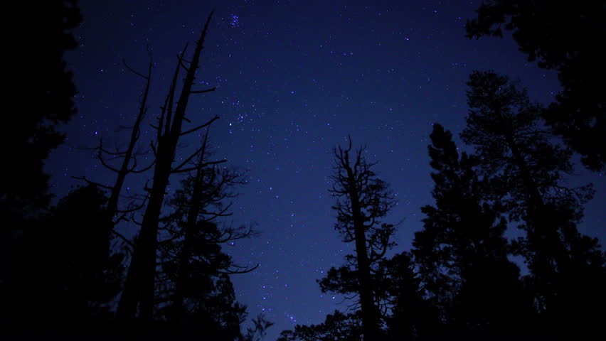 Full Moon Rising, Becomes Partially Obscured By A Spruce Tree. Early ...