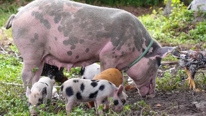 Big Cute Pig Family With Many Small Pigs. Closeup. HD, 1920x1080. Stock ...