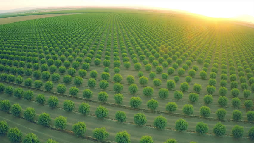 Orchard Stock Footage Video | Shutterstock