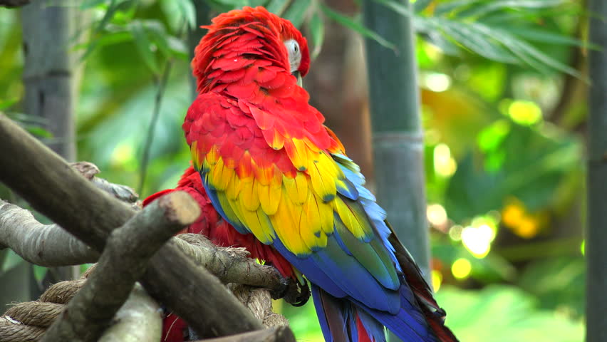 Stock Video Clip of The Scarlet Macaw (Ara macao) sitting on | Shutterstock