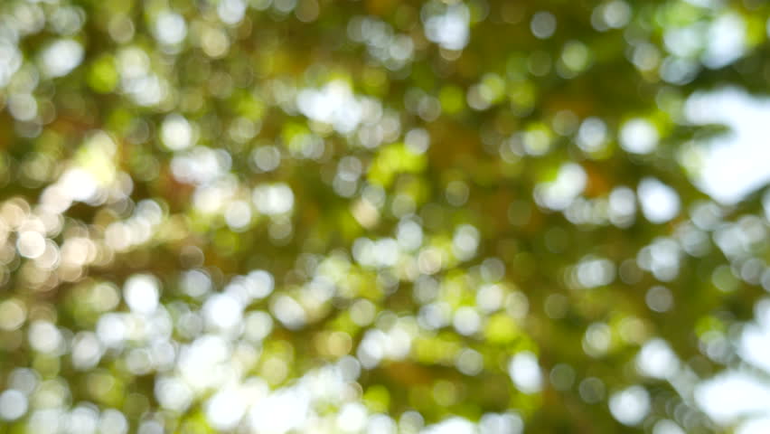 4k Footage Bokeh of Tree 库存影片视频（100% 免版税）13233083 | Shutterstock