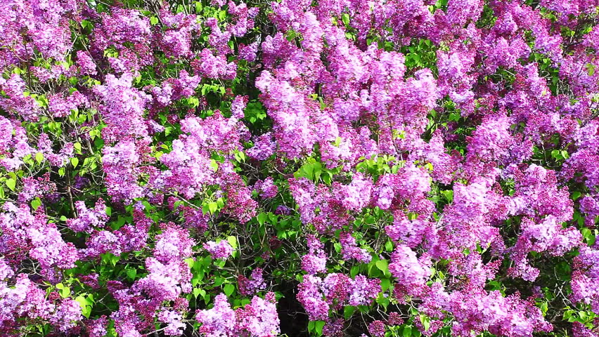 Stock video of close view of lilac trees in | 13294283 | Shutterstock