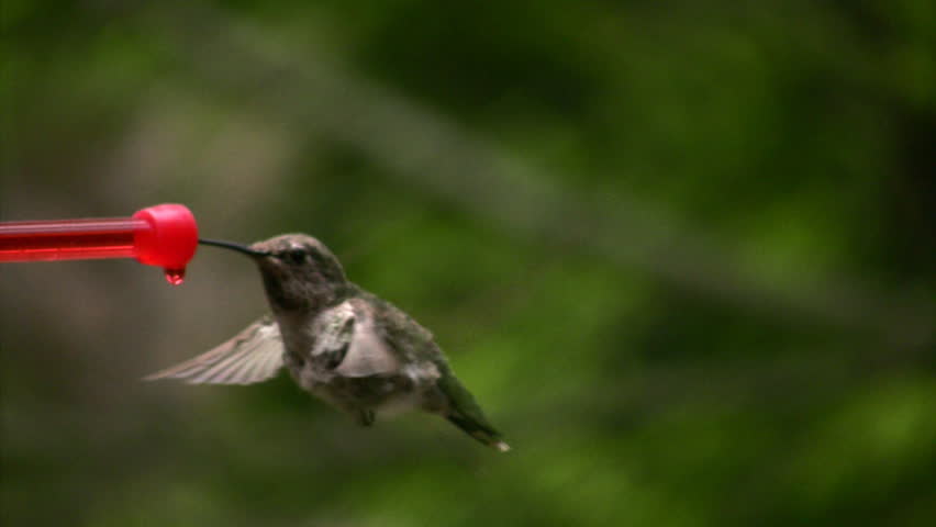 Hummingbird 8 Fly Away Slow Motion 1/10 Stock Footage Video 475090 ...