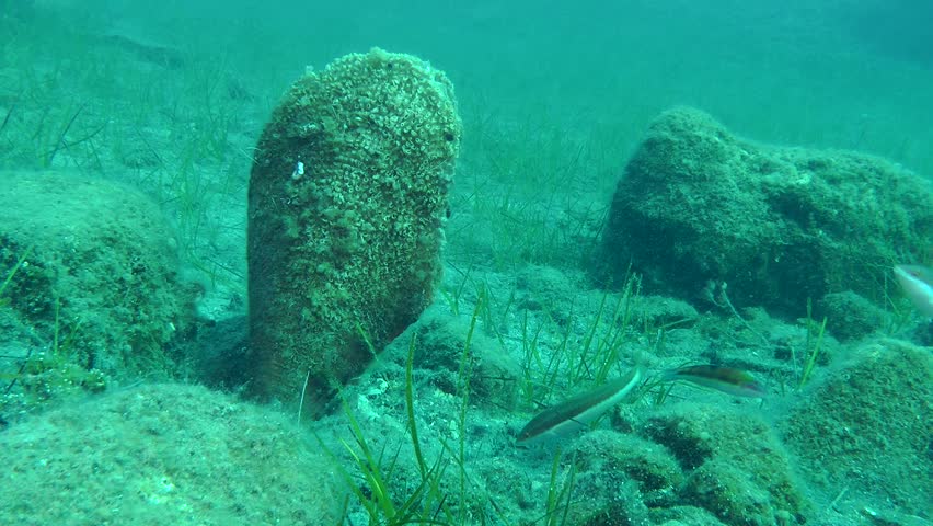 Stock Video Clip of Noble pen shell (Pinna nobilis) on the | Shutterstock