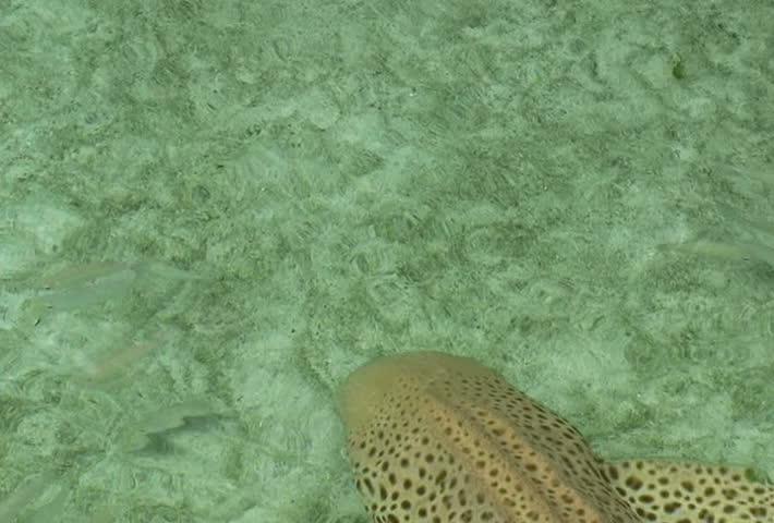 Spotted Fish Swims Below Surface Stock Footage Video (100% Royalty-free ...