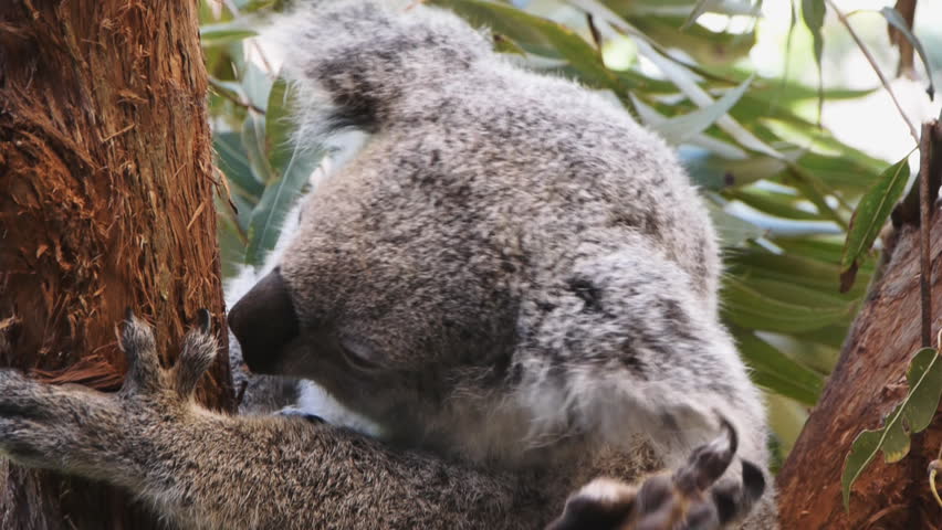 Closeup of Koala Scratching its Stock Footage Video (100% Royalty-free ...