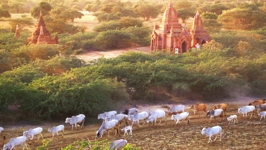 Burmese Herders Leads Cattle Herd Stock Footage Video (100% Royalty ...