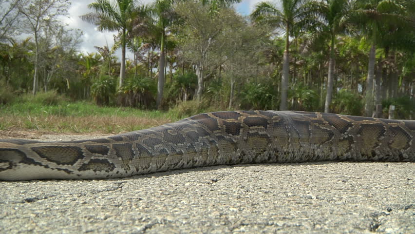Python On Road Stock Footage Video 1375981 | Shutterstock