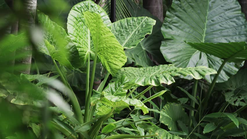 Turmeric Plant Stock Footage Video 4668449 | Shutterstock