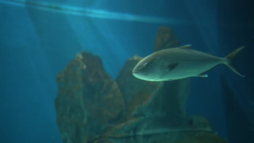 Crevalle Jack image - Free stock photo - Public Domain photo - CC0 Images