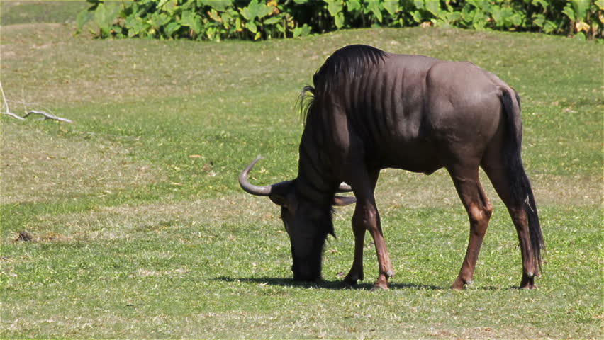 Deep Red Cattle Cow Grazing + Newborn Calf. Deep Red Cattle Have Few ...
