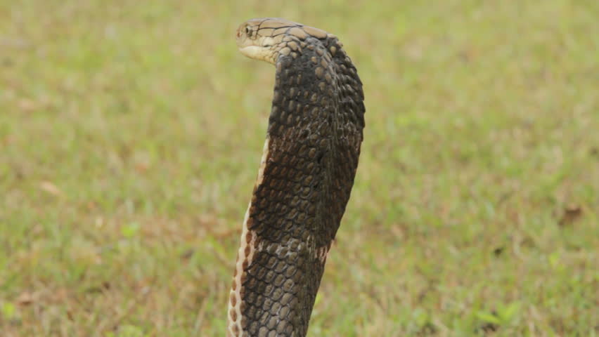 King Cobra Alert & Angry Stock Footage Video 1387258 | Shutterstock