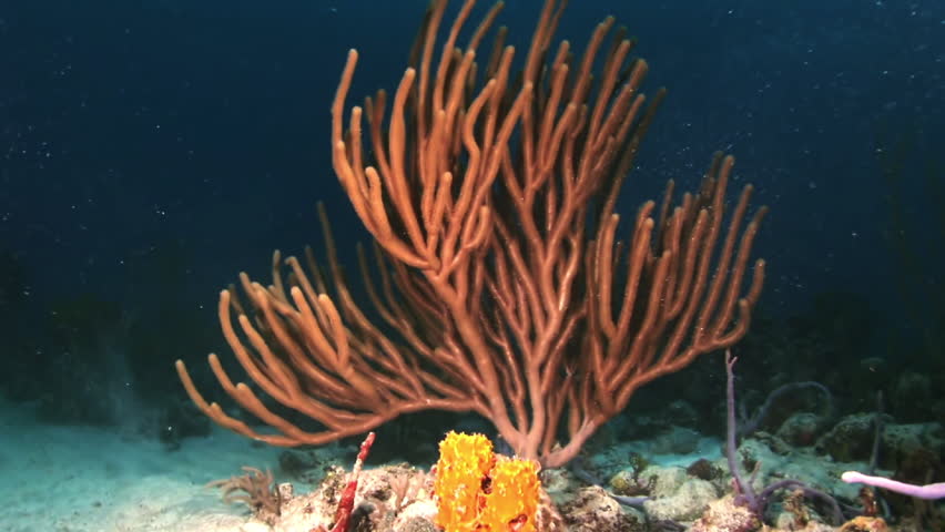 Stock video of gorgonian coral at night in the | 13965473 | Shutterstock