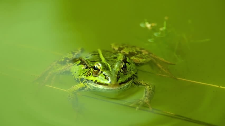 Winking Green Frog Floating in Stock Footage Video (100% Royalty-free ...