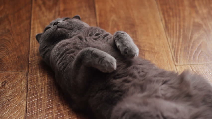 Cat lying down image - Free stock photo - Public Domain photo - CC0 Images