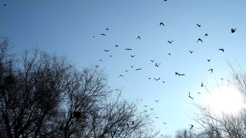 Stock Video Clip of black birds circling in sky at light | Shutterstock